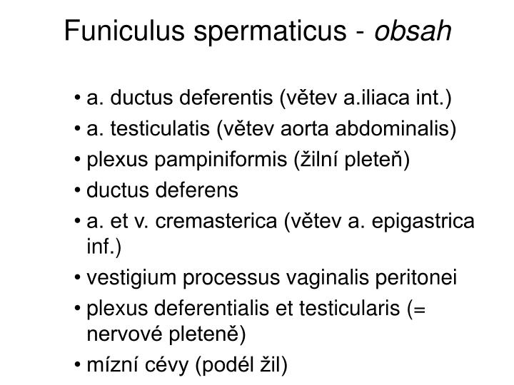 PPT - Mužské pohlavní ústrojí Systema genitalium masculinum Anatomie a ...