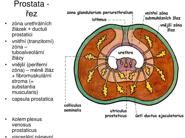 PPT - Mužské pohlavní ústrojí Systema genitalium masculinum Anatomie a ...