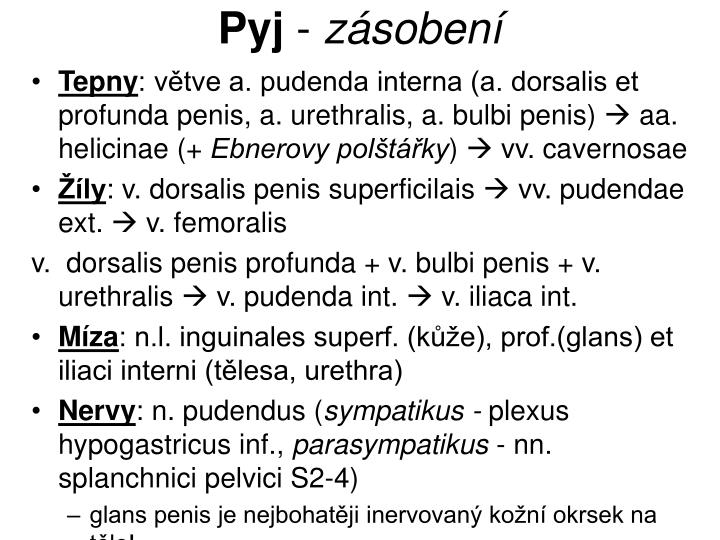 PPT - Mužské pohlavní ústrojí Systema genitalium masculinum Anatomie a ...