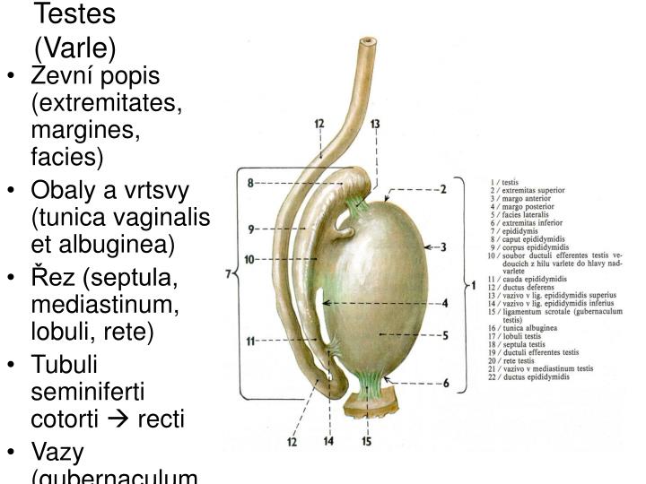 PPT - Mužské pohlavní ústrojí Systema genitalium masculinum Anatomie a ...
