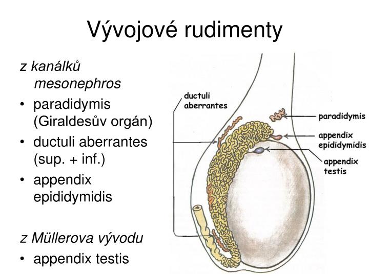PPT - Mužské pohlavní ústrojí Systema genitalium masculinum Anatomie a ...