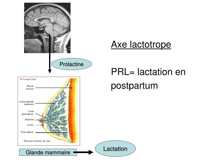 PPT - L\'HYPOPHYSE PowerPoint Presentation - ID:6097745