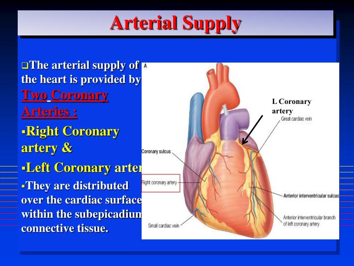 PPT - BLOOD SUPPLY OF THE HEART PowerPoint Presentation - ID:6097776