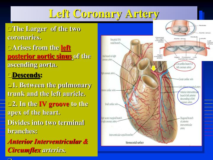 PPT - BLOOD SUPPLY OF THE HEART PowerPoint Presentation - ID:6097776