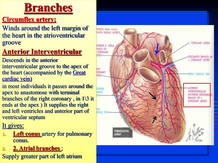 PPT - BLOOD SUPPLY OF THE HEART PowerPoint Presentation - ID:6097776