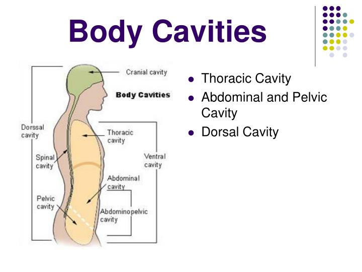 PPT - Anatomical Terminology PowerPoint Presentation - ID:6098496