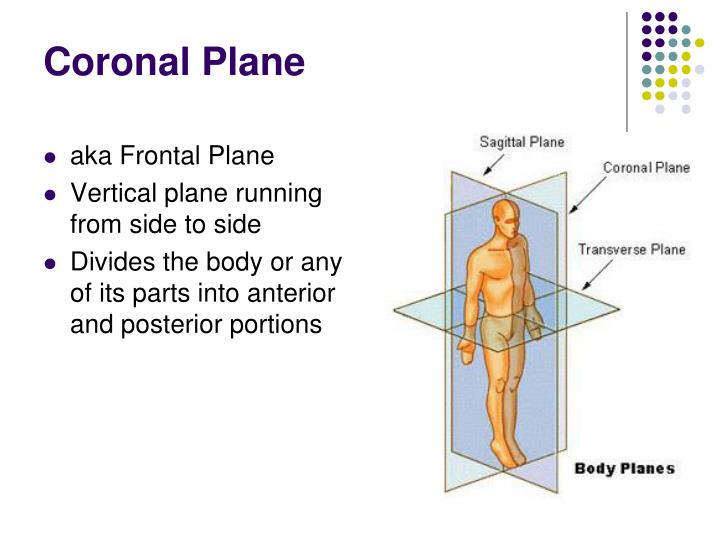 PPT - Anatomical Terminology PowerPoint Presentation - ID:6098496