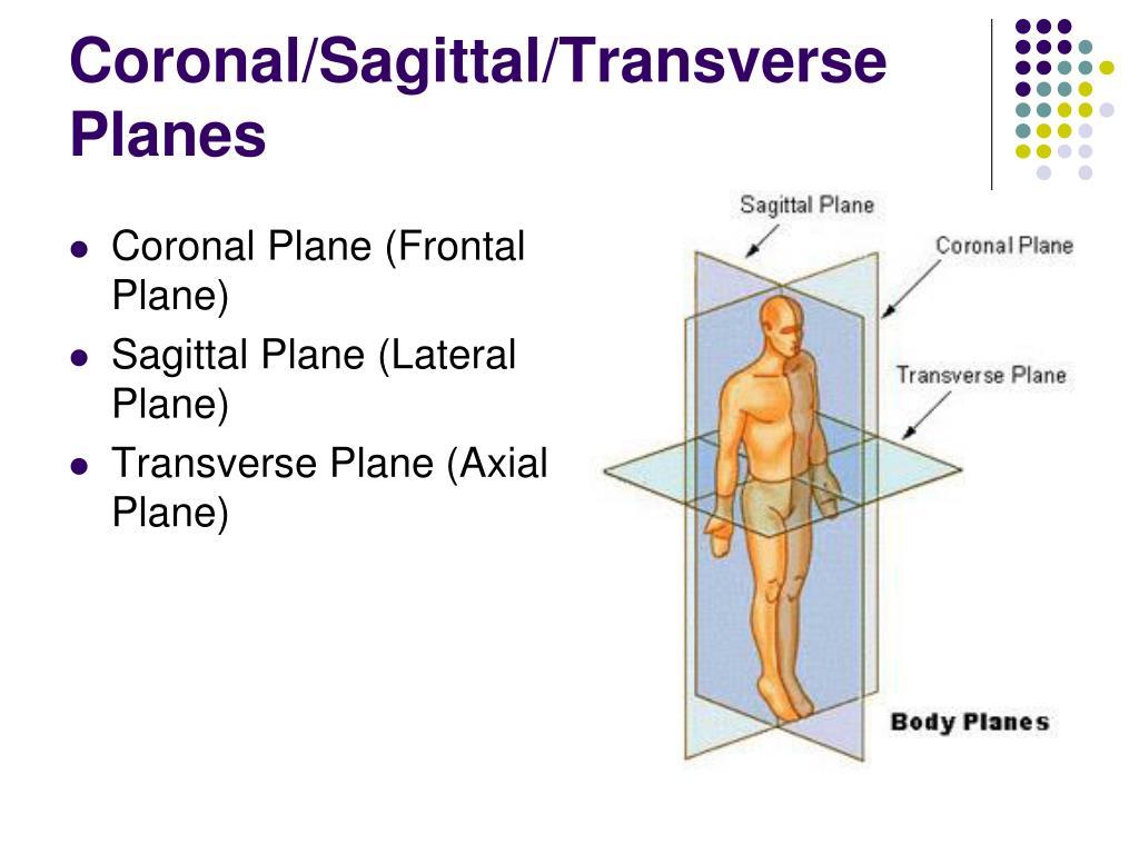 Coronal Plane Definition Anatomy Coronal Plane Definition Anatomy