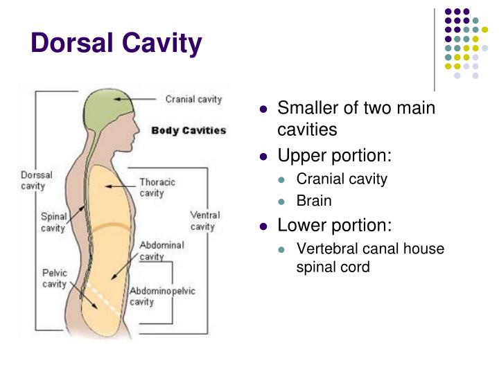 PPT - Anatomical Terminology PowerPoint Presentation - ID:6098496