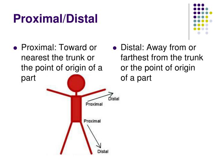PPT - Anatomical Terminology PowerPoint Presentation - ID:6098496