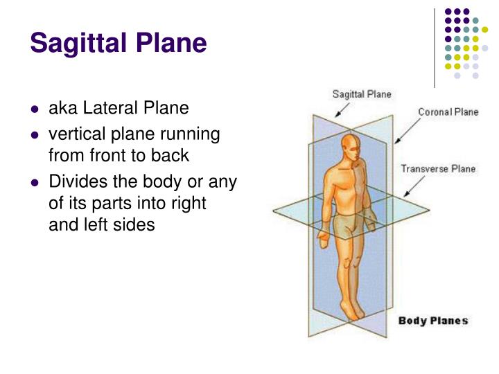 PPT - Anatomical Terminology PowerPoint Presentation - ID:6098496