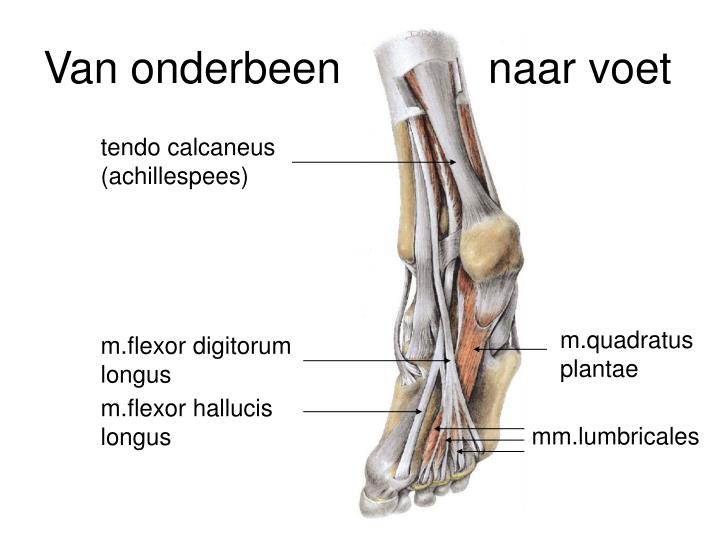 PPT - Intrinsieke spieren van de hand PowerPoint Presentation - ID:6098680
