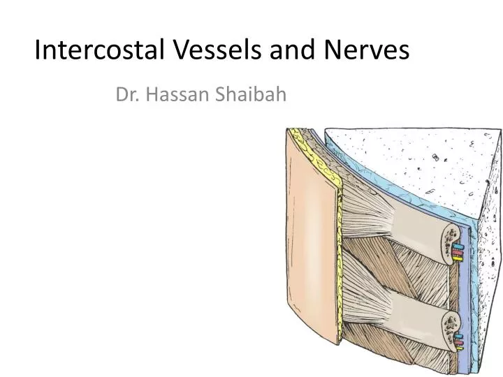 PPT - Intercostal Vessels and Nerves PowerPoint Presentation, free ...