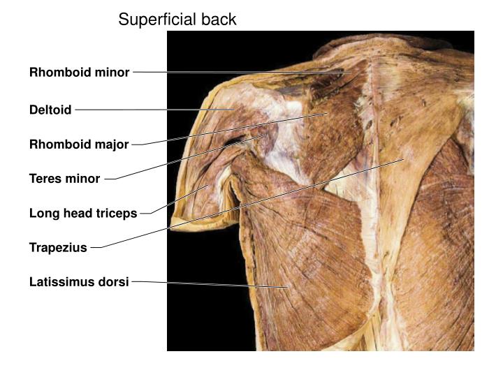 PPT - Advanced Chest, Arm, and Back Muscles PowerPoint Presentation ...