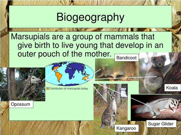 PPT - Evidence of Evolution PowerPoint Presentation - ID:6099202
