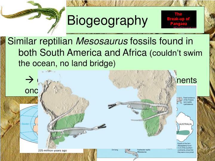 PPT - Evidence of Evolution PowerPoint Presentation - ID:6099202