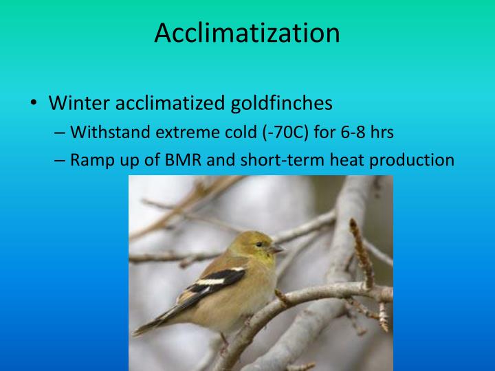 PPT - Avian Physiology PowerPoint Presentation - ID:6099597