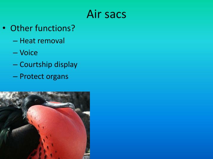 PPT - Avian Physiology PowerPoint Presentation - ID:6099597