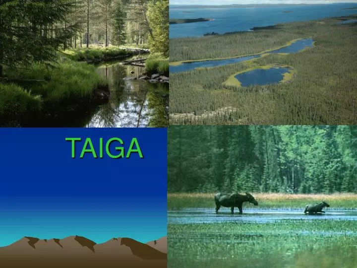 PPT - TAIGA PowerPoint Presentation, free download - ID:6099691