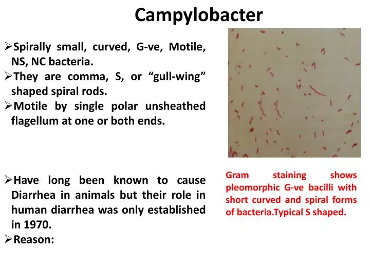 PPT - Campylobacter PowerPoint Presentation, free download - ID:6100130