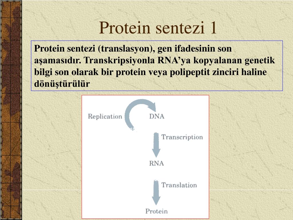 PPT - KANSERİN MOLEKÜLER TEMELİ- ONKOGENLER PowerPoint Presentation ...