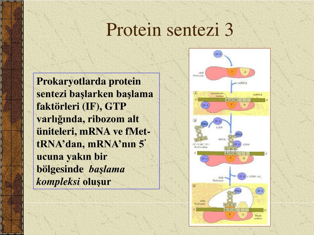PPT - KANSERİN MOLEKÜLER TEMELİ- ONKOGENLER PowerPoint Presentation ...