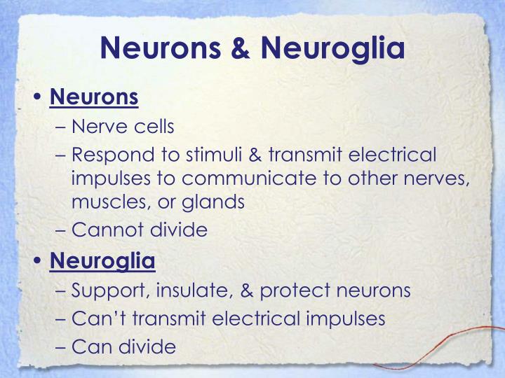 PPT - The Nervous System: Neurons & Neuroglial Cells, & Synapses ...