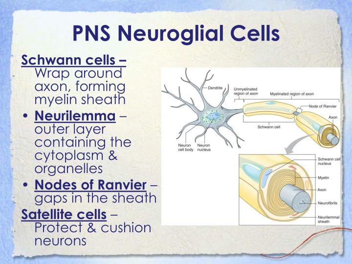 PPT - The Nervous System: Neurons & Neuroglial Cells, & Synapses ...
