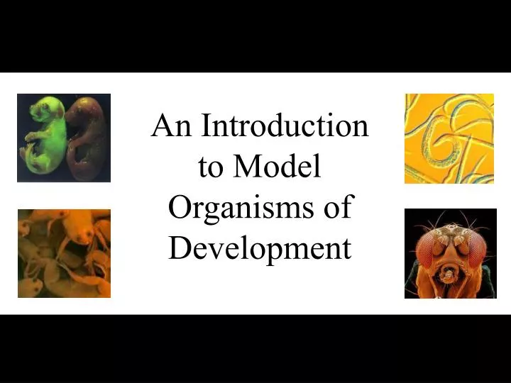 PPT - An Introduction to Model Organisms of Development PowerPoint ...