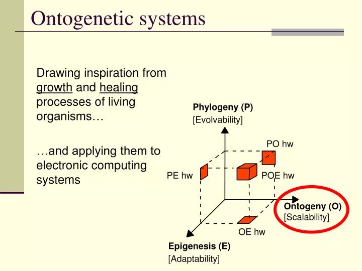 PPT - Ontogenetic systems PowerPoint Presentation, free download - ID ...