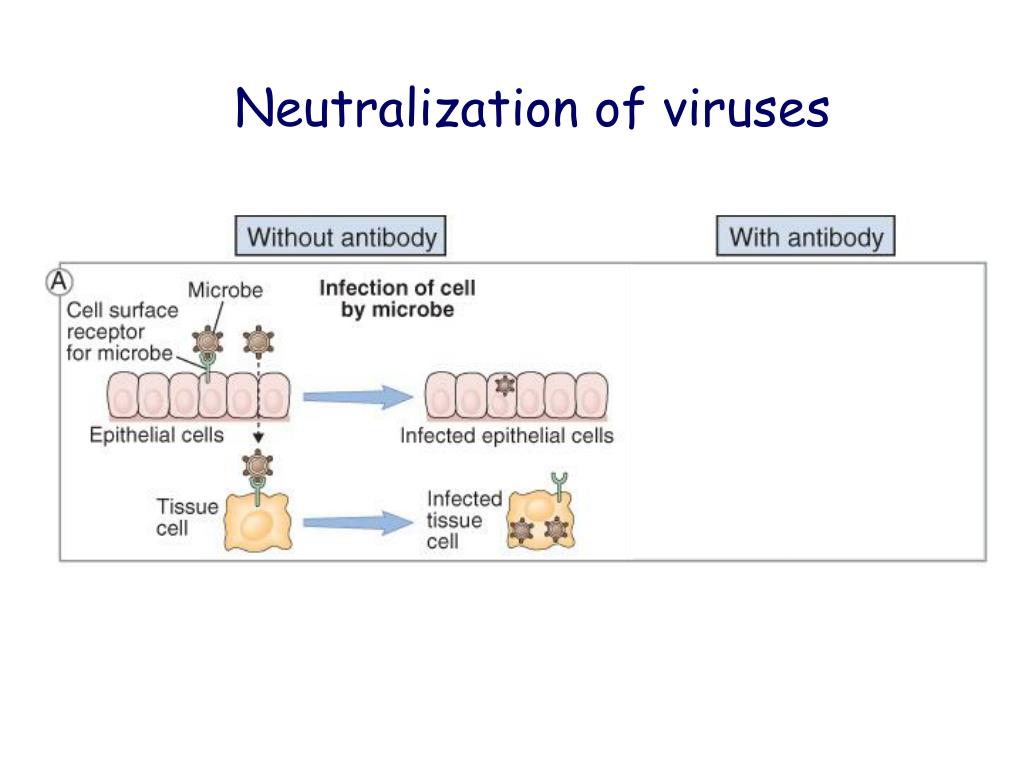 PPT - Immunity to microbes (mechanisms of defense against viral ...