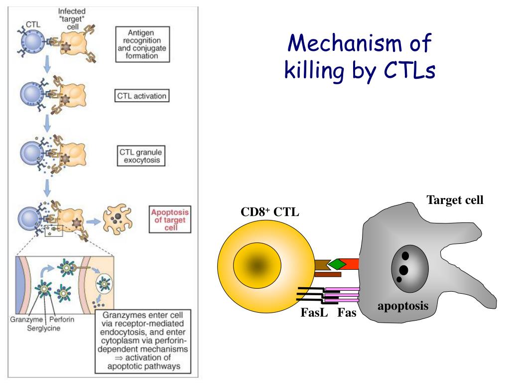 PPT - Immunity to microbes (mechanisms of defense against viral ...