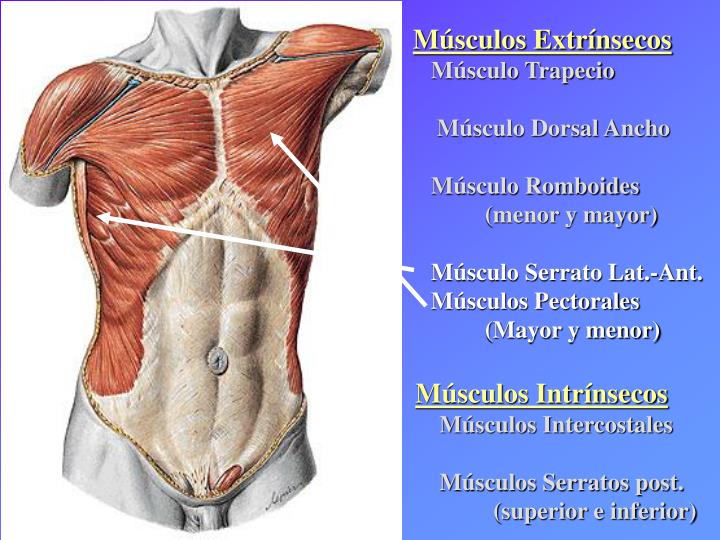 PPT - MUSCULATURA del TRONCO SISTEMATIZACIÓN ESTUDIO TOPOGRÁFICO ...