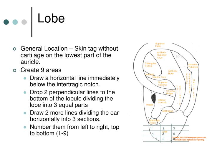 PPT - Auricular Therapy Acupuncture Ear Points PowerPoint Presentation ...