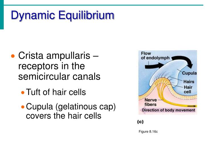 PPT - Chapter 8 Special Senses: Hearing & Equilibrium PowerPoint ...