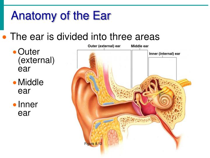 PPT - Chapter 8 Special Senses: Hearing & Equilibrium PowerPoint ...