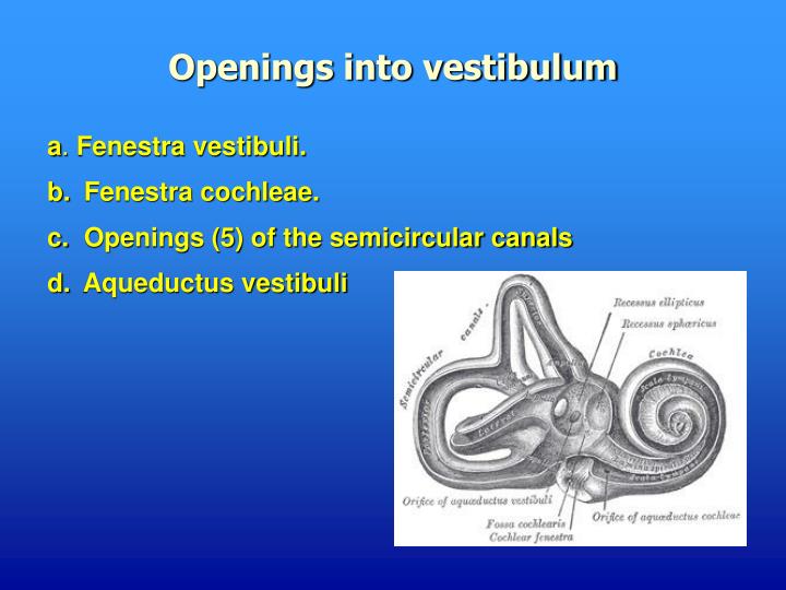 PPT - Anatomy of the Ear PowerPoint Presentation - ID:6102402