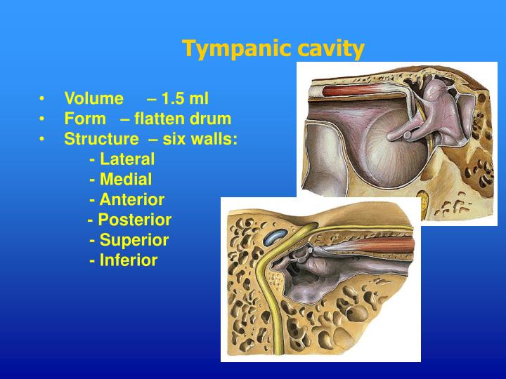 PPT - Anatomy of the Ear PowerPoint Presentation - ID:6102402