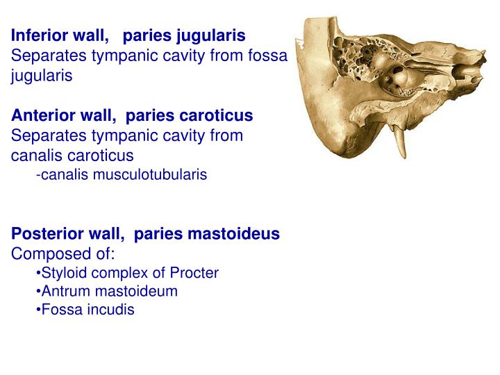 PPT - Anatomy of the Ear PowerPoint Presentation - ID:6102402