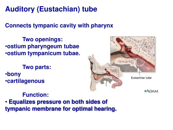 PPT - Anatomy of the Ear PowerPoint Presentation - ID:6102402