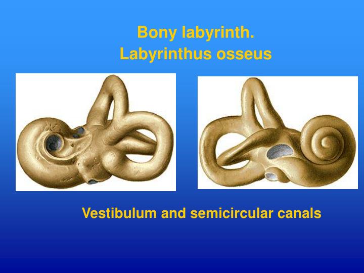 PPT - Anatomy of the Ear PowerPoint Presentation - ID:6102402