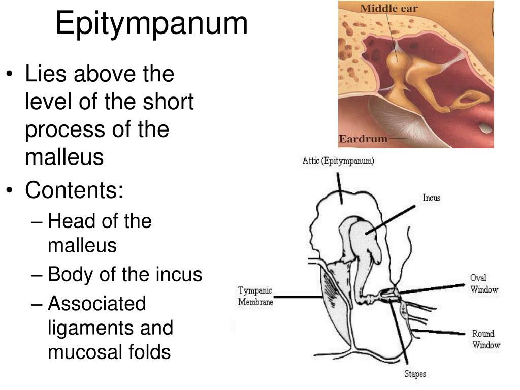PPT - ANATOMY AND PHYSIOLOGY OF THE EXTERNAL EAR, MIDDLE EAR AND INNER ...