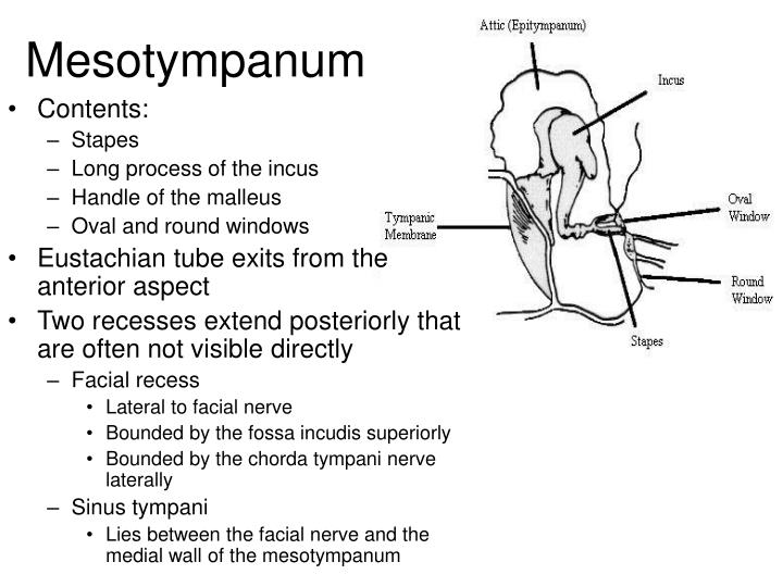 PPT - ANATOMY AND PHYSIOLOGY OF THE EXTERNAL EAR, MIDDLE EAR AND INNER ...