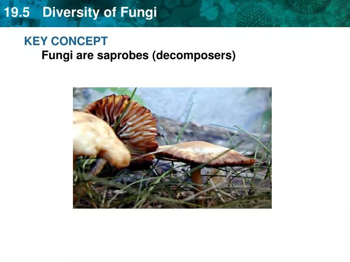 PPT - KEY CONCEPT Fungi are saprobes (decomposers) PowerPoint Presentation - ID:6102678