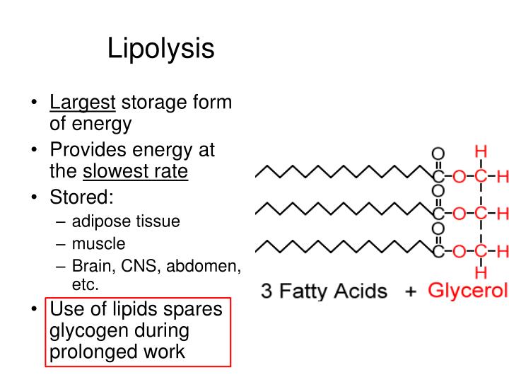 PPT - Lipolysis PowerPoint Presentation - ID:6103337