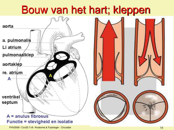 PPT - Anatomie / fysiologie PowerPoint Presentation - ID:6103698
