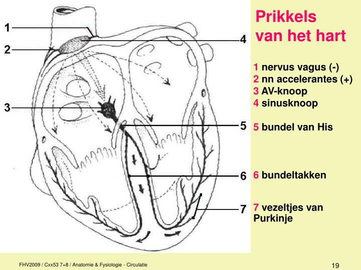 PPT - Anatomie / fysiologie PowerPoint Presentation - ID:6103698