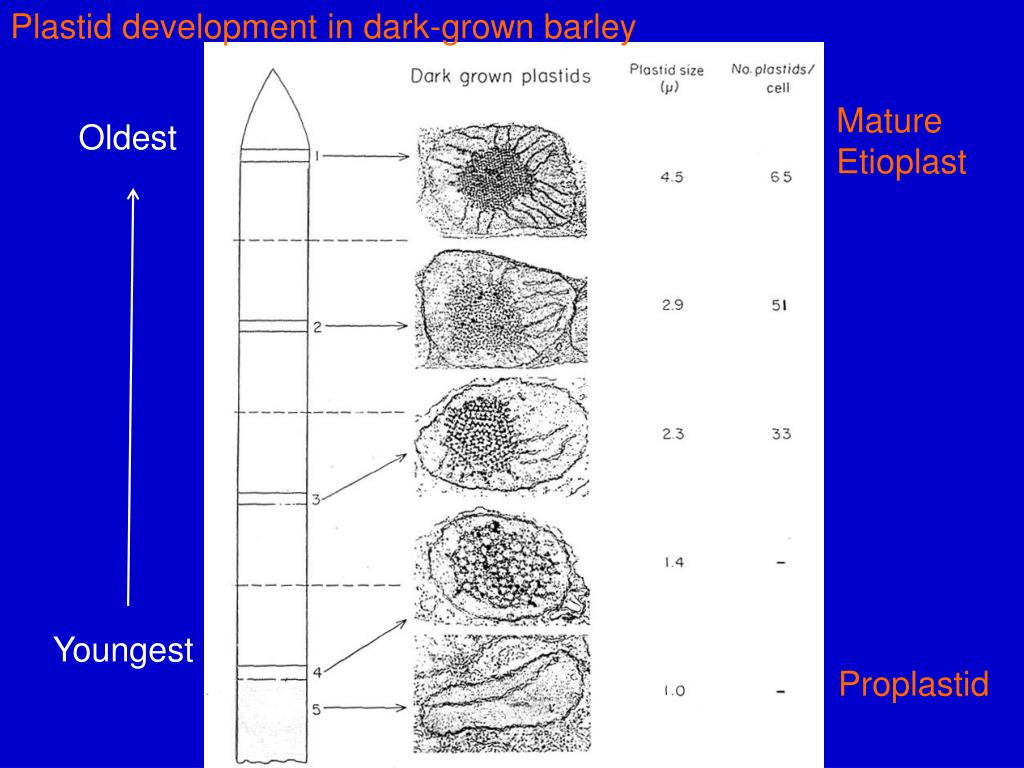 PPT - Pioneers in chloroplast & plant molecular biology PowerPoint ...