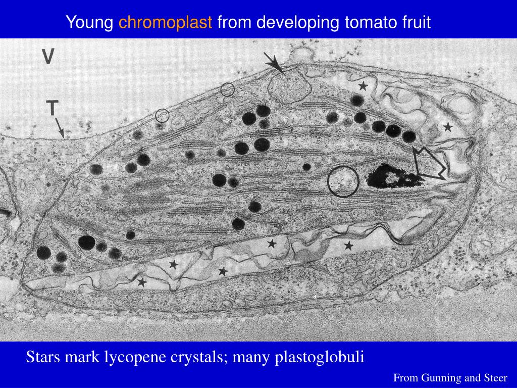 PPT - Pioneers in chloroplast & plant molecular biology PowerPoint ...