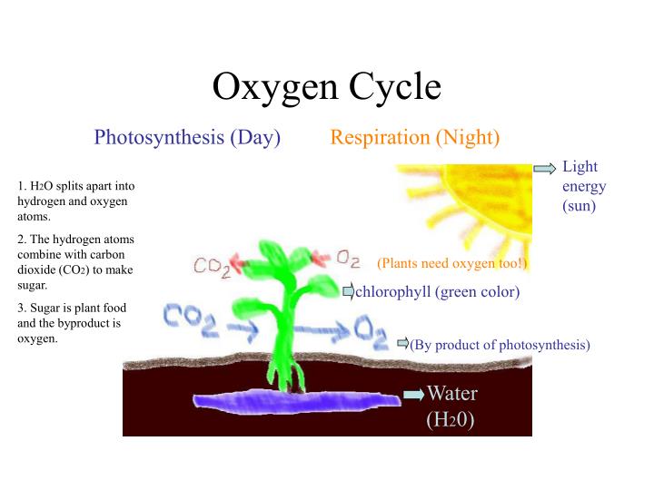 PPT - Oxygen Cycle PowerPoint Presentation - ID:6104379